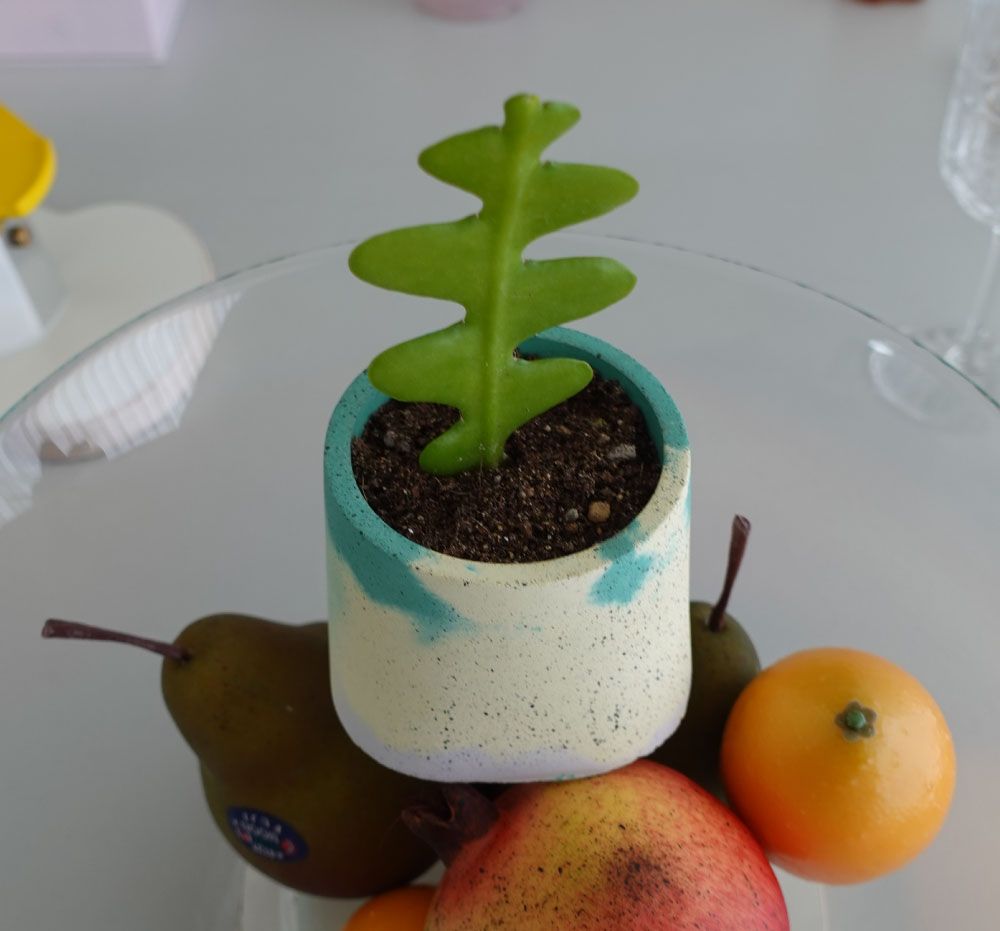 당신의 공간에 힐링을, 친환경 Essential Pot | 텀블벅 - 크리에이터를 위한 크라우드펀딩