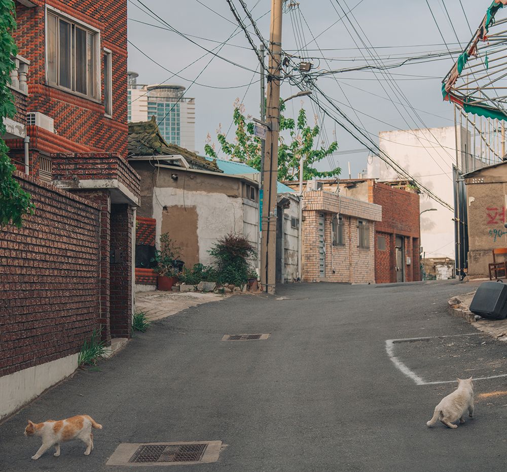 혼잡한 도시 속 고양이들의 흔적, | 텀블벅 - 크리에이터를 위한 크라우드펀딩